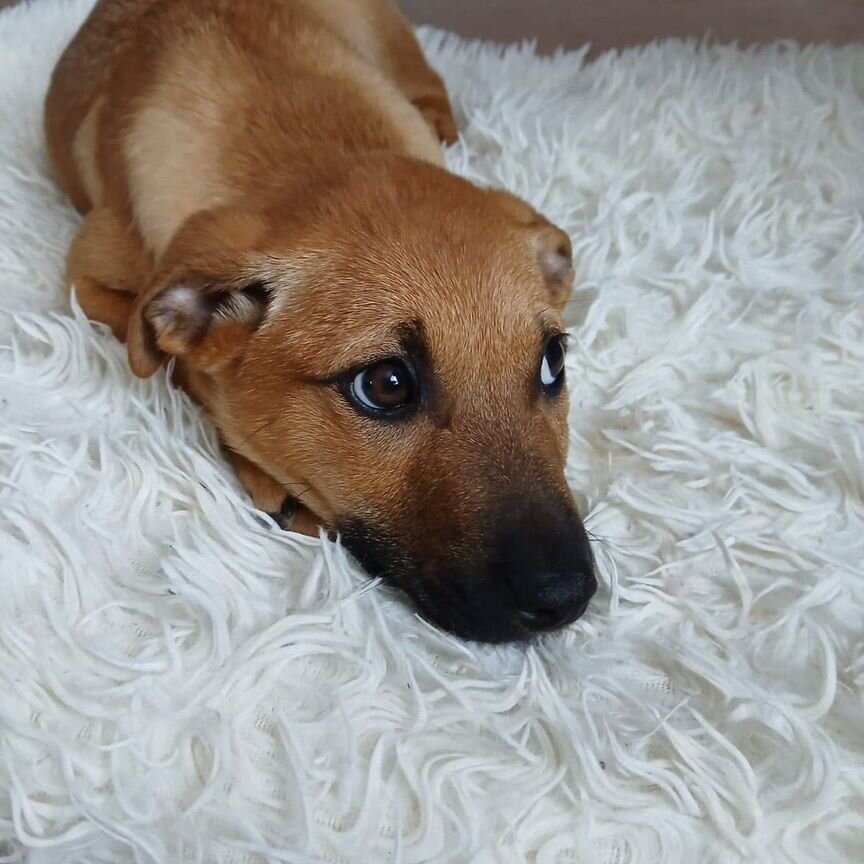 Щеночек с лисьими глазками в дар