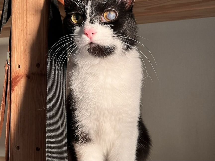 Котопес ищет семью