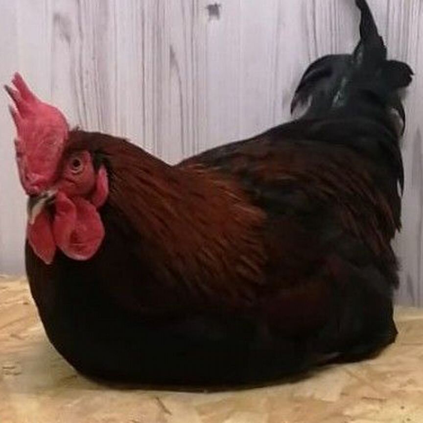 Петух