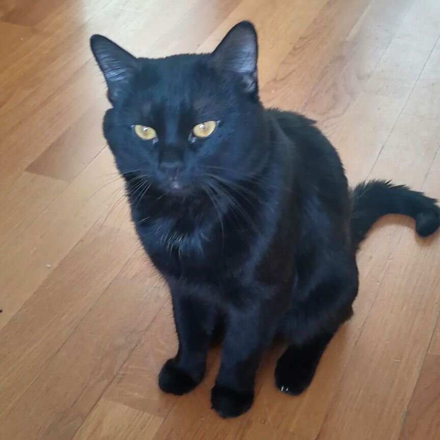 Котик, 2 года