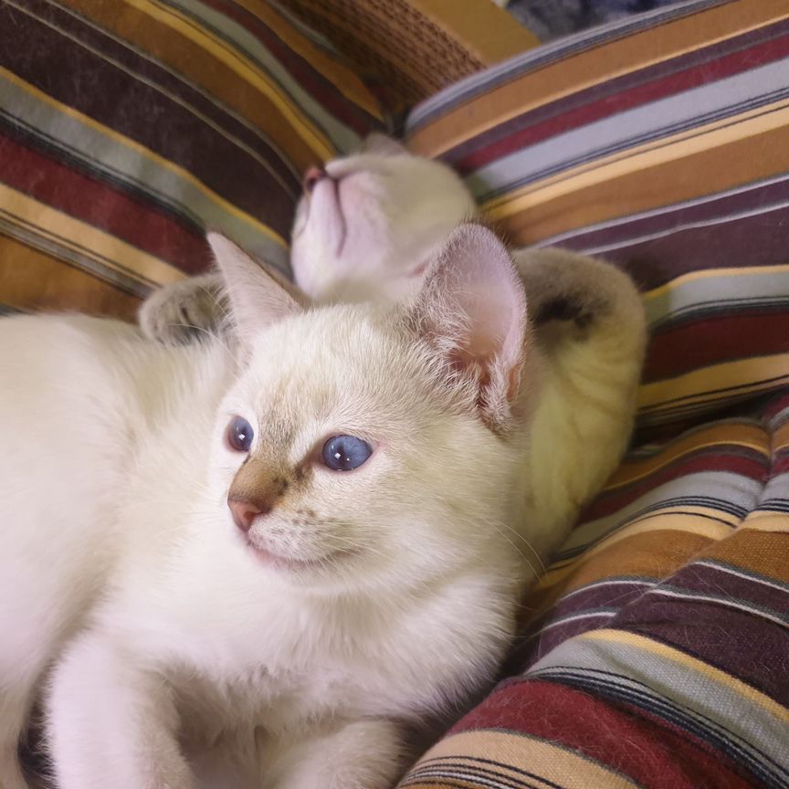 Тайский котенок табби пойнт