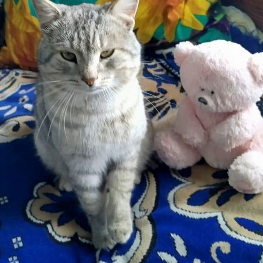Котик в добрые руки