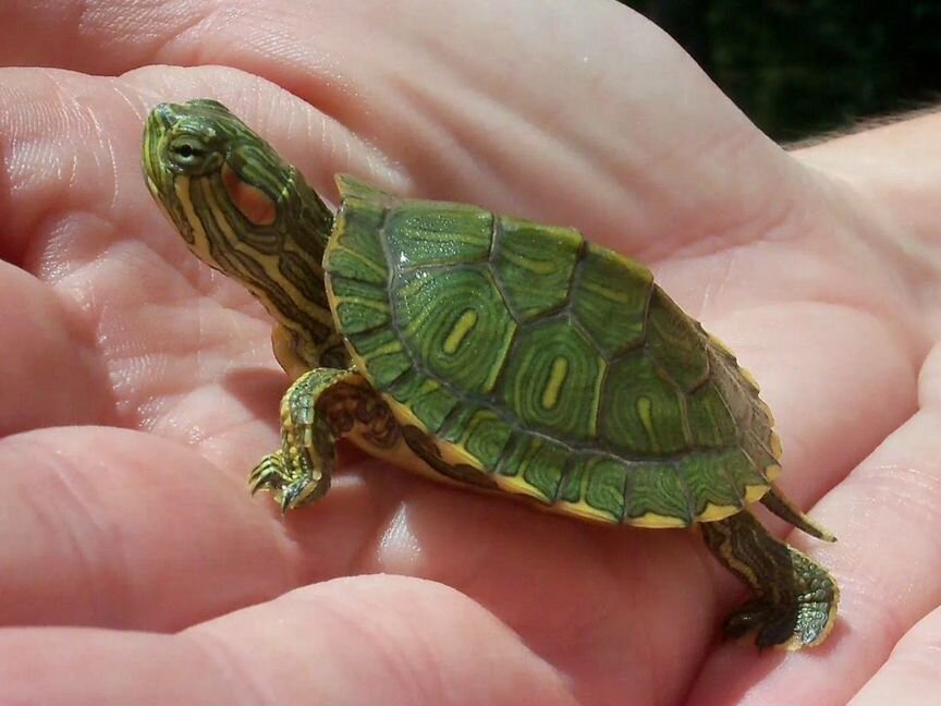 Красноухая черепаха маленькая