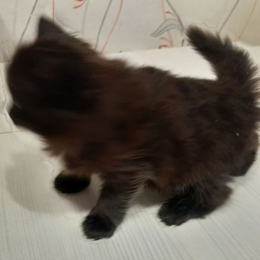 Черная кошечка