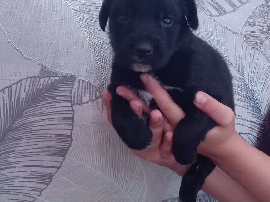 Собака в добрые руки отдам бесплатно