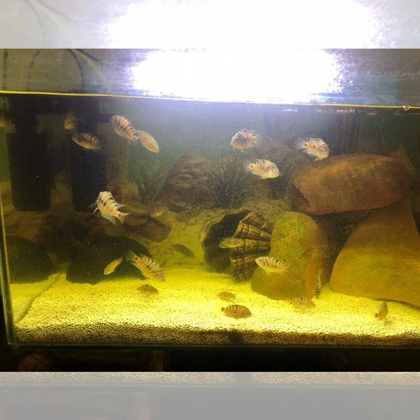 Аквариумные рыбки бесплатно