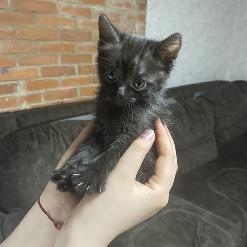 Отдам котенка в добрые руки