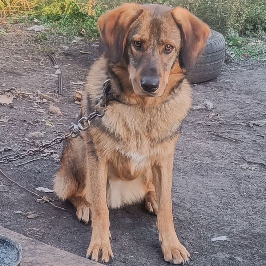 Собака в дар. Доставка