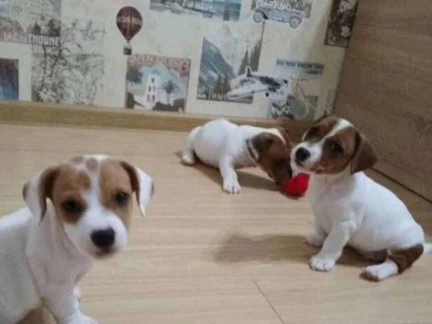 Щенки джек рассел терьер