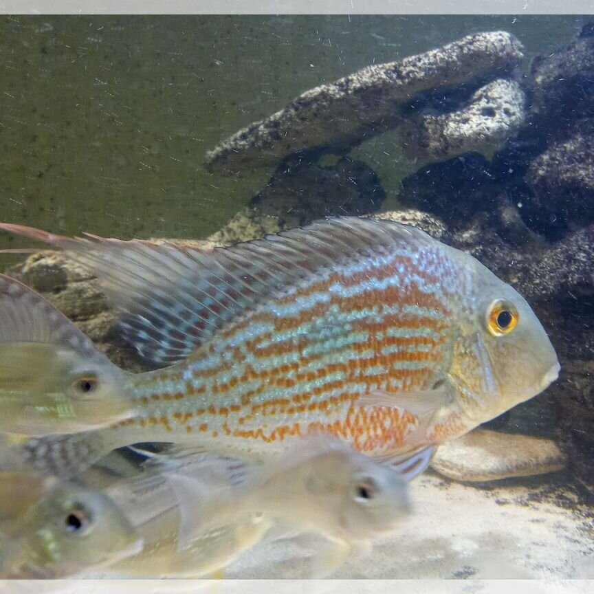 Аквариумнаярыба