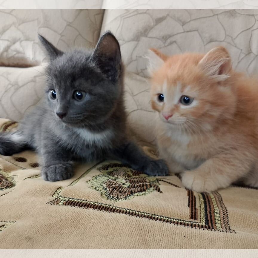 Отдам в добрые руки,двух красивых котят