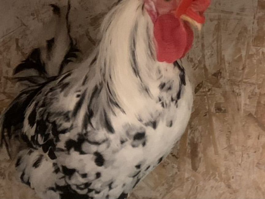 Петух леггорн далматинец