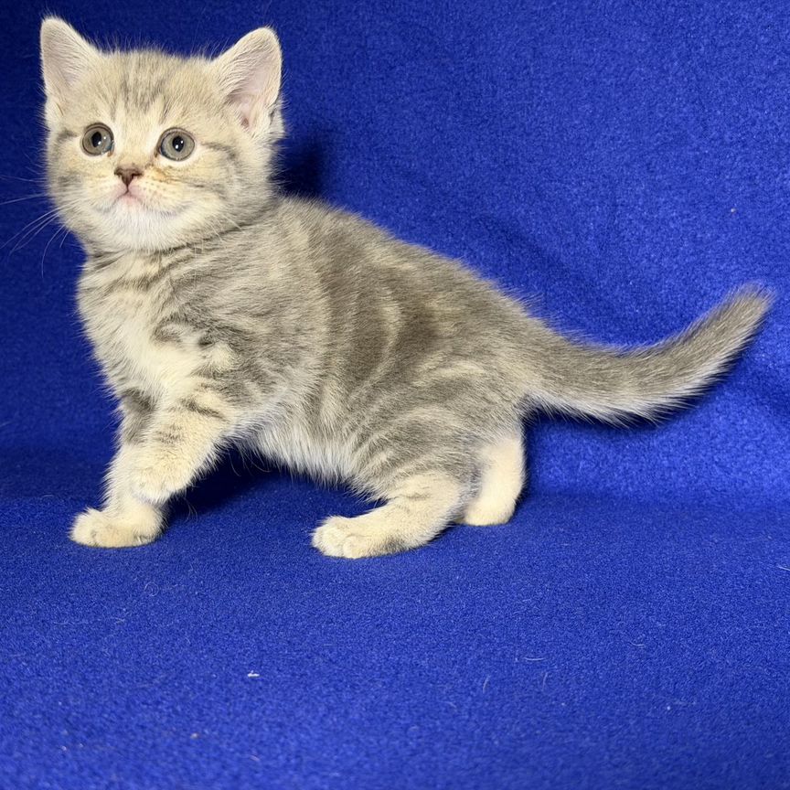 Шотландский вислоухий короткошёрстный котёнок