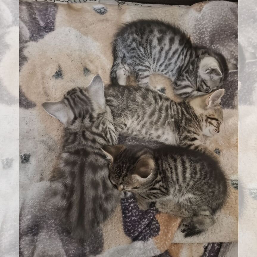 Шотландский прямоухий короткошёрстный котёнок