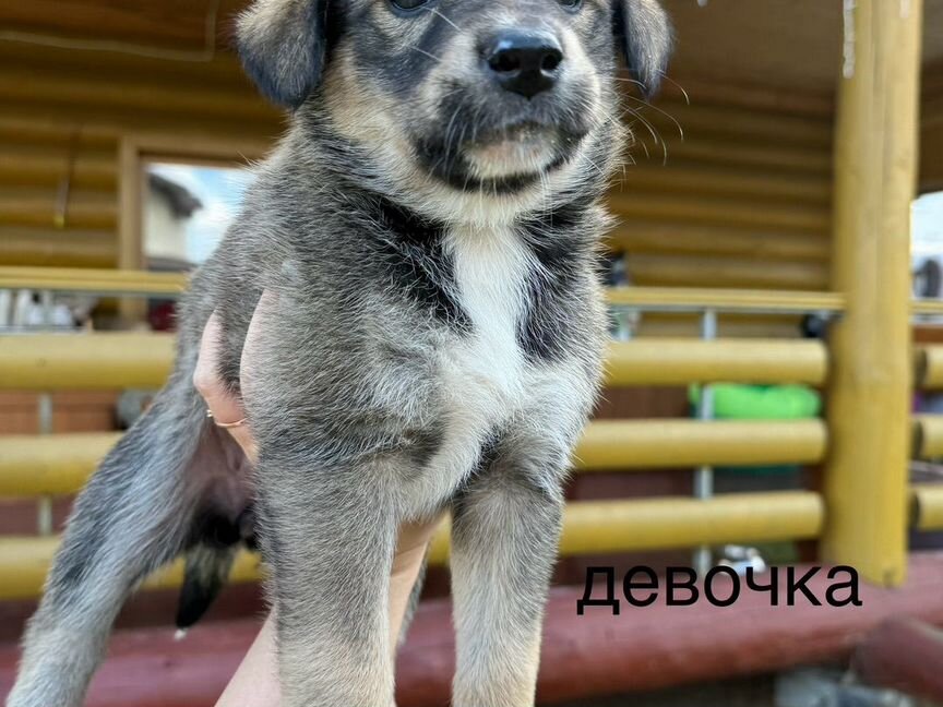 Щенки помесь овчарки