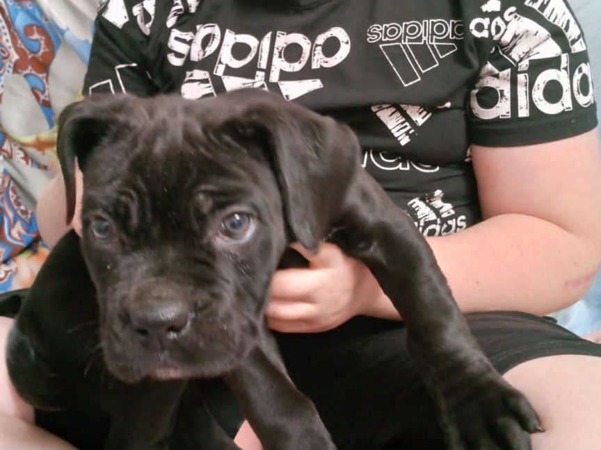 Кане корсе щенок