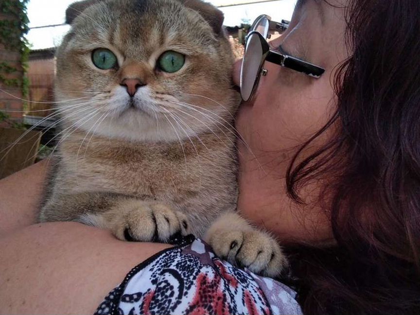 Шотландский кот на вязку