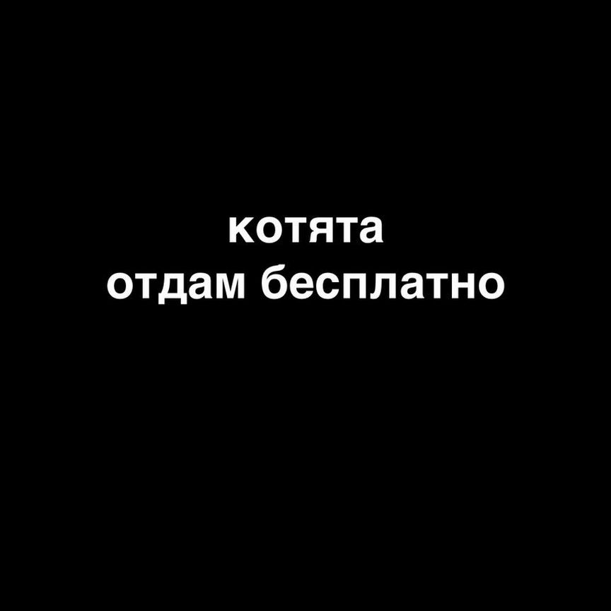 Котята в добрые руки бесплатно, 3-4 недели