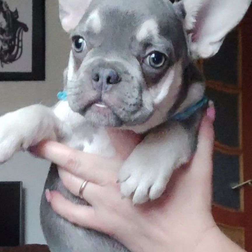 Плюшевая плюшка mini