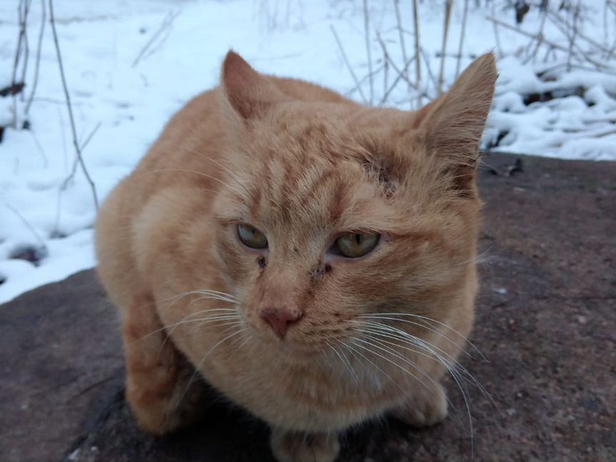 Домашний котик на улице