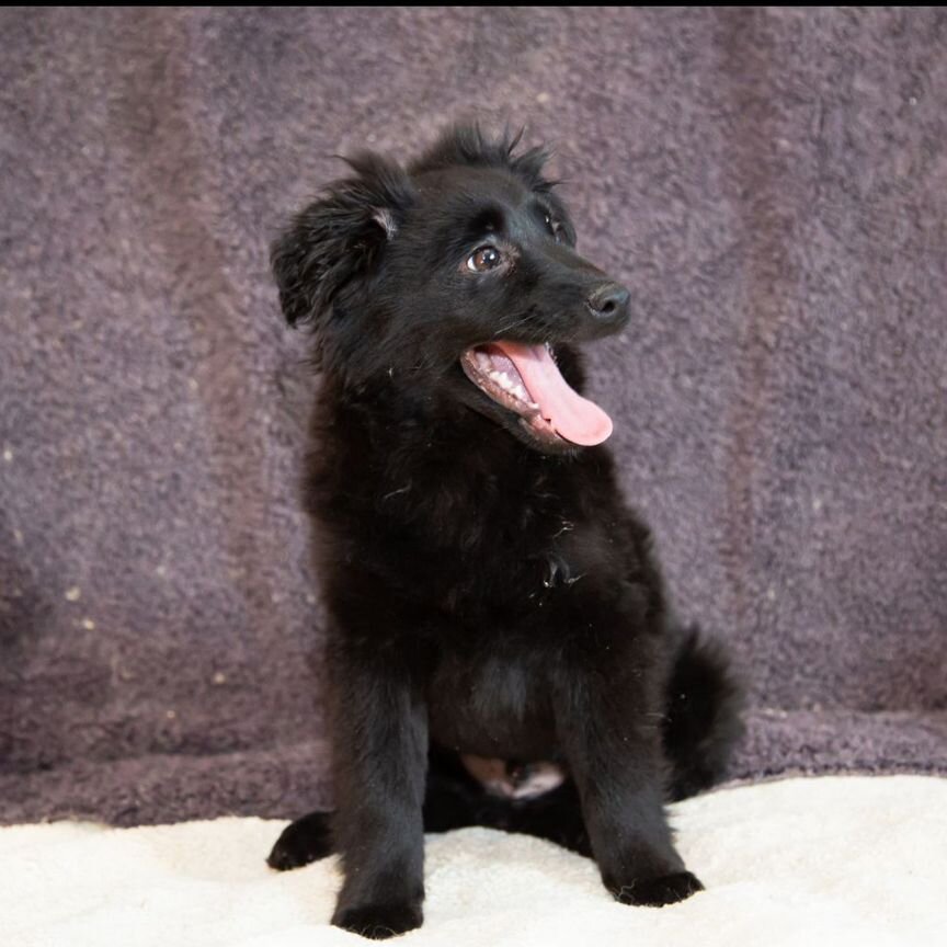 Щенок мальчик в добрые руки