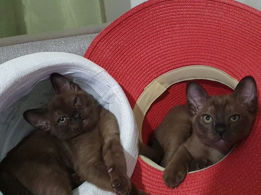 Бурманская кошка