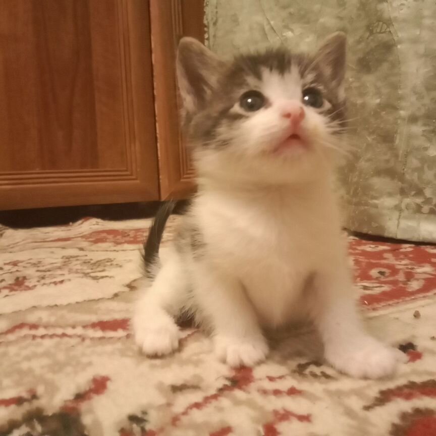 Павлуша ищет семью