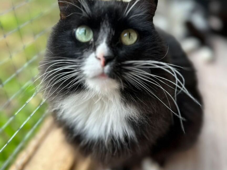 Красавица Асти из приюта мечтает о доме