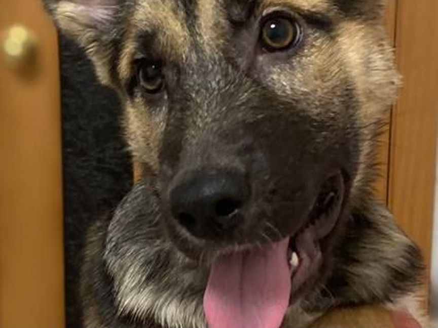 Собака в добрые руки