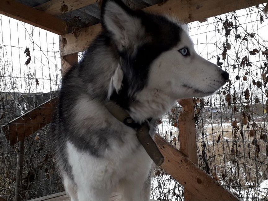 Хаски