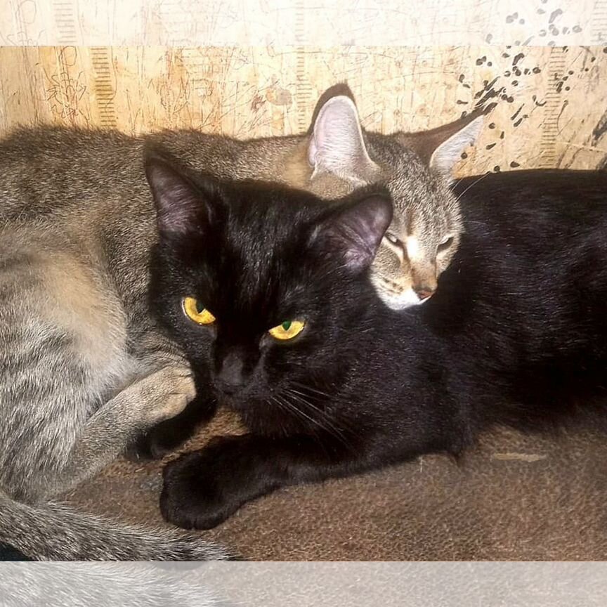 Бездомные кошки ночующие в холод заброшке ищут дом