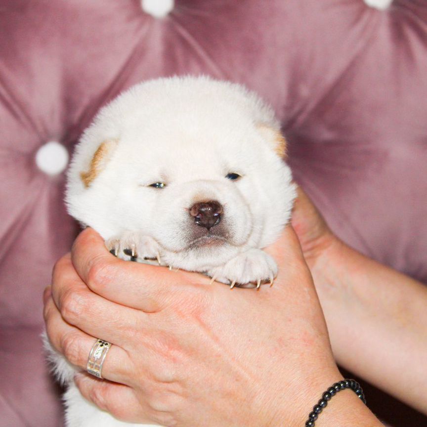 Белый мальчик и девочка сиба