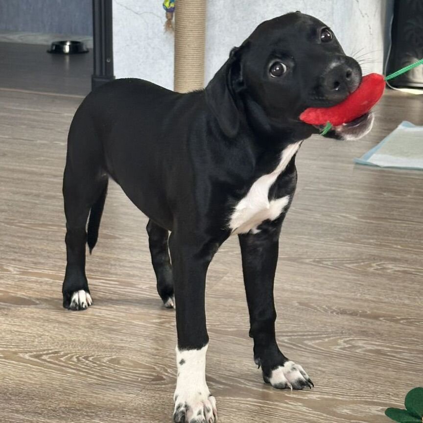 Американский стаффордширский терьер, щенок