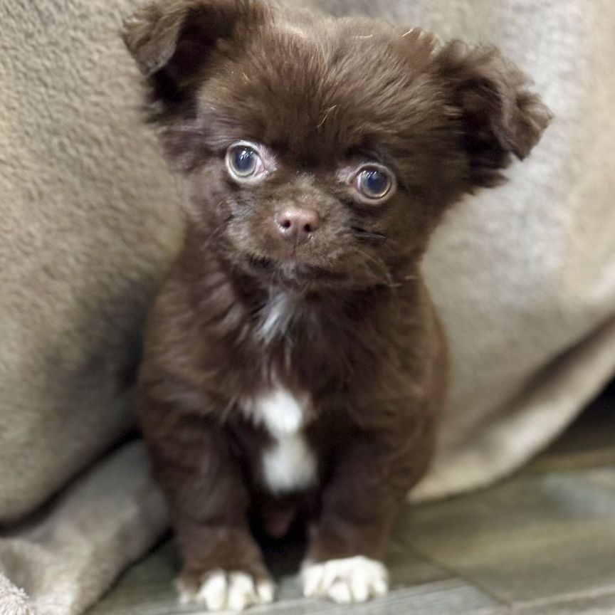 Чихуахуа, щенок