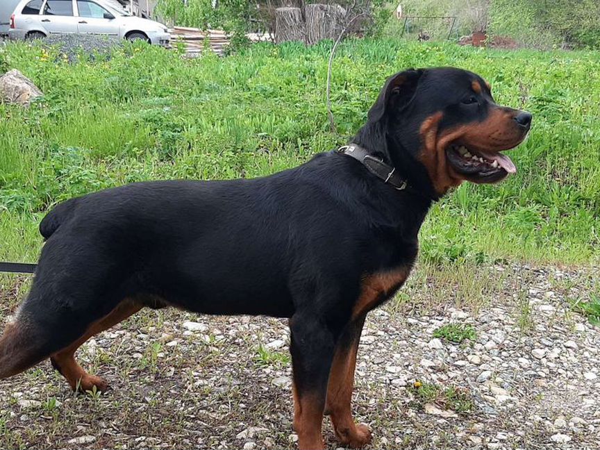 Ротвейлер