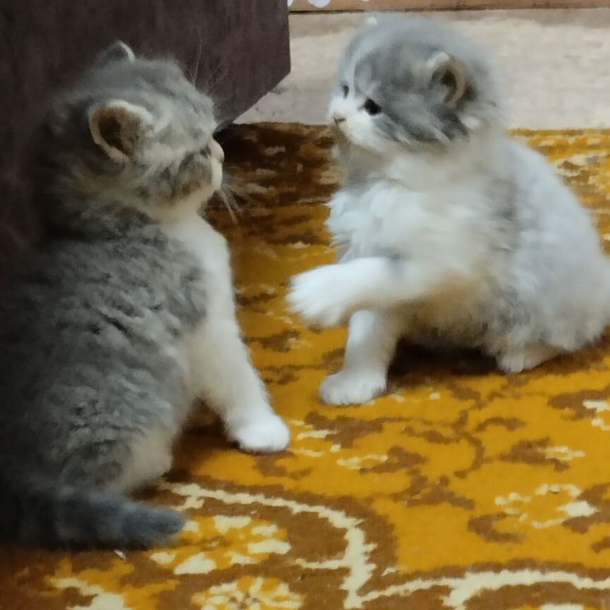 Шотландская