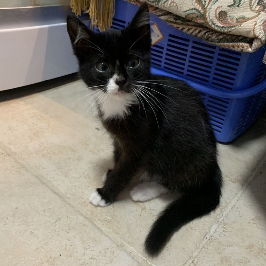 Котенок девочка в добрые руки