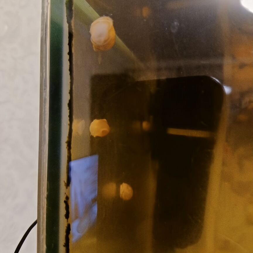 Улитки аквариумные ампулярии