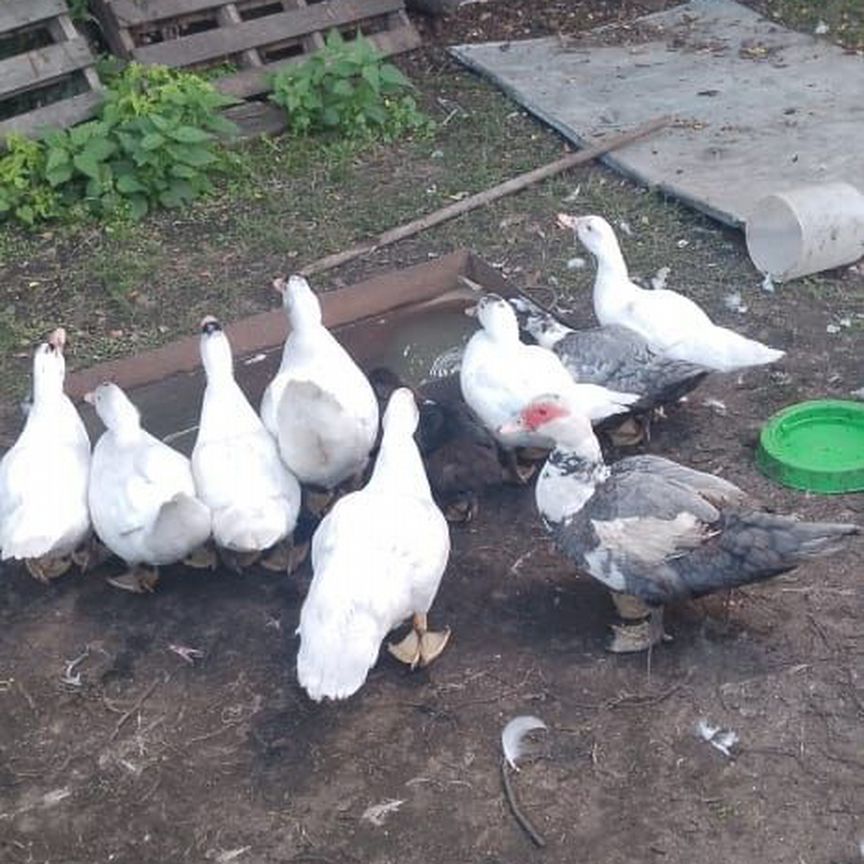Продам мускусных уток