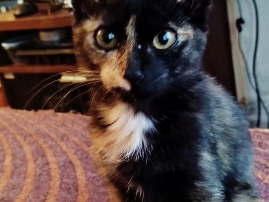 Кошка в дар бесплатно