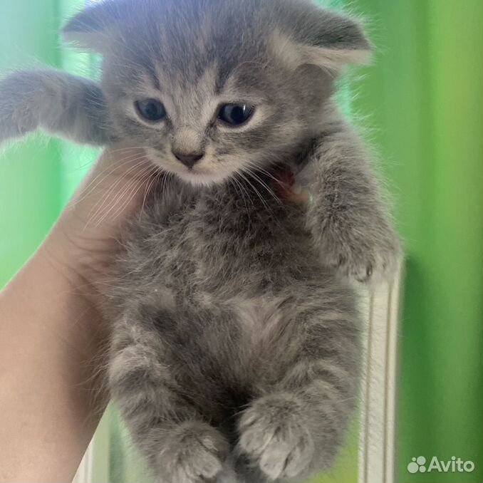 Котята 4 шт за шоколадку