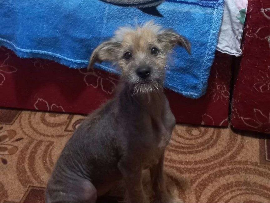 Девочка китайская хохлатая