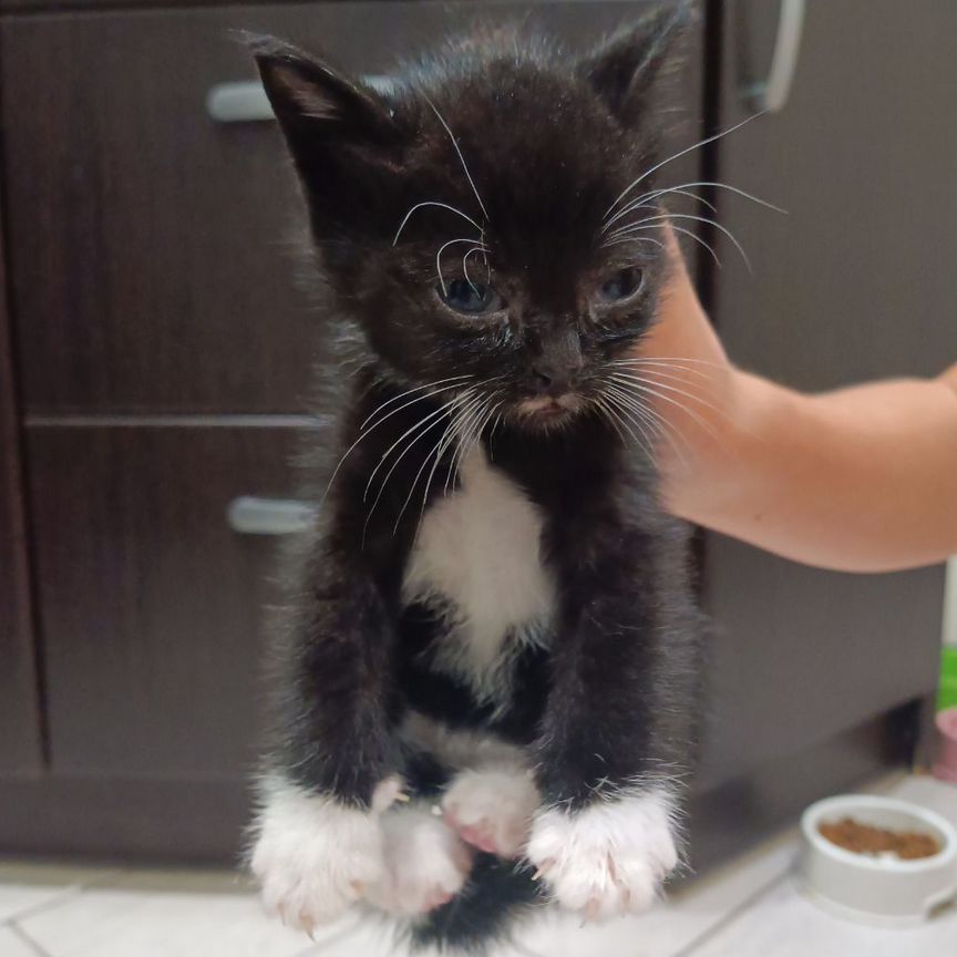 Котенок
