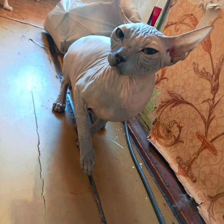 Связка сфинкса девочка