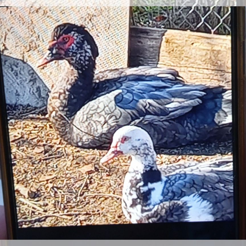 Мускусные утки лаванда