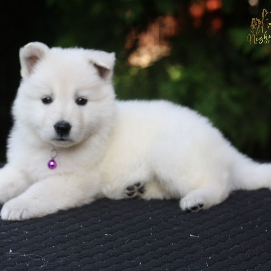 Шенки Белой Швейцарской Овчарки