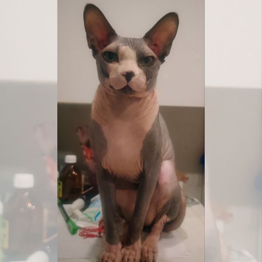 Канадский сфинкс