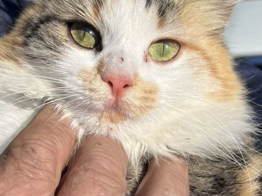 Кошка Лиза