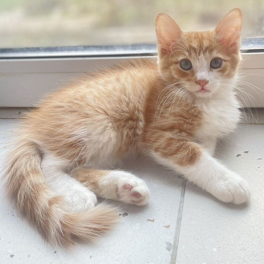 Котенок мальчик мегаласковый