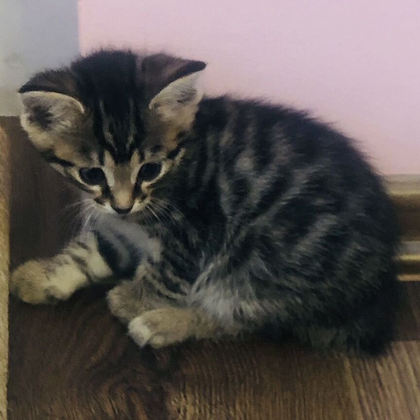 Котёнок в добрые руки